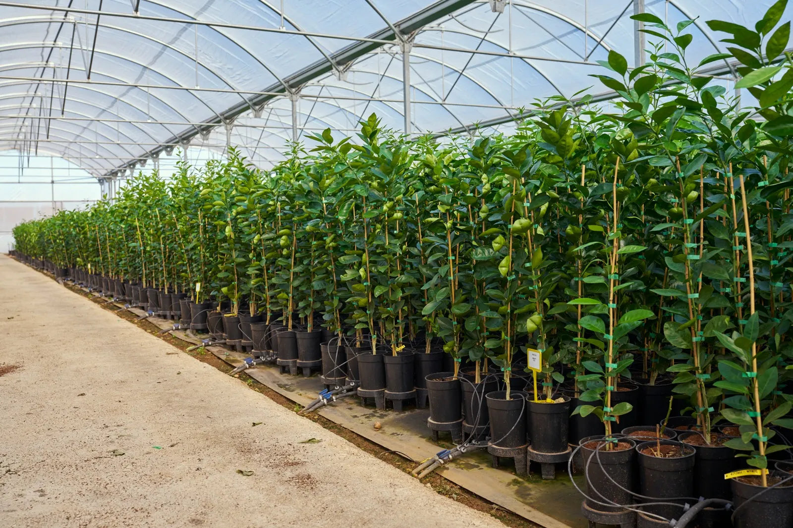Acheter Plant De Tiar En France