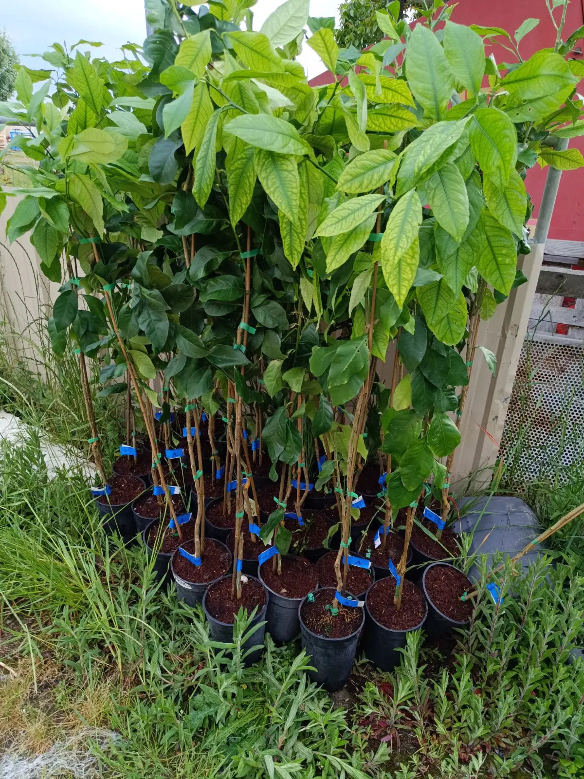 Wholesale Carrizo grafted citrus - Delivery EU CH – Agrumiverse ...